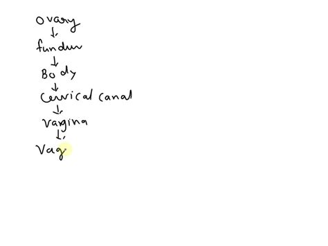 Solved Quiz 13 Ch 28 Female Repro Solved Help Save Exit Submit