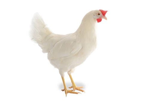 Use Of Copper Sulphate In Poultry Ali Veterinary Wisdom