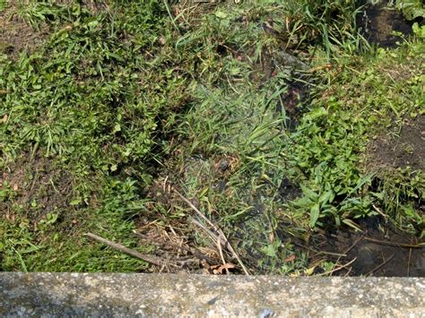 Follow Up From The Snapping Turtle Laying Eggs On The Stream Bank Outside My Workplace Album