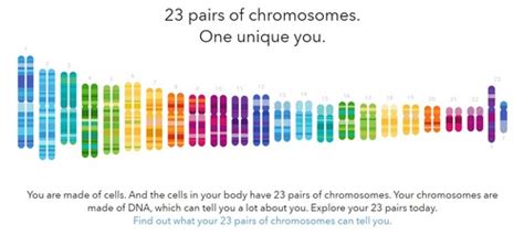 Ch 15 The Chromosomal Basis Of Inheritance Flashcards Quizlet
