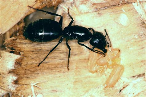 ABC Termite Pest Control Carpenter Ants House Ants Etc