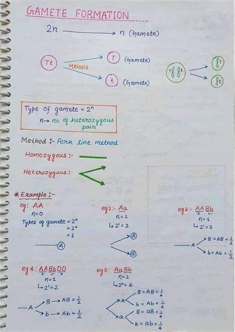 Gemete Formation Chromosome And Genetics Biology Handwritten Notes