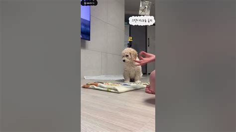 우리 강아지가 천재라고 착각했었던 시기 ㅋㅋㅋ 스탠다드푸들 천재견 아기강아지 Youtube