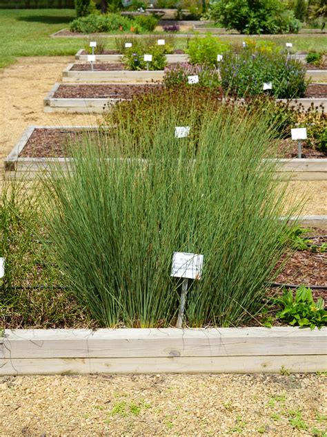 Juncus Graceful Grasses® Blue Mohawk Truck Crops Trial Garden