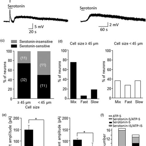 Basic Membrane Properties Of Rat Whisker Afferent Neurons Download Table