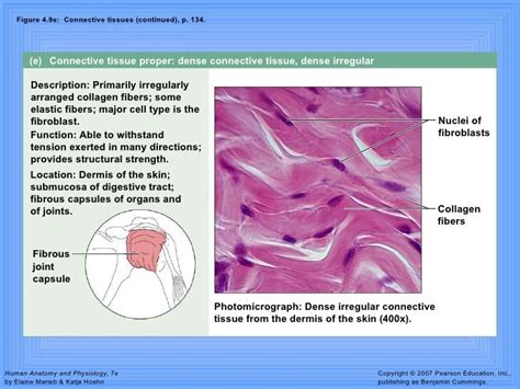 Fibrous Connective Tissue Function And Location At Cynthia Brandenburg Blog