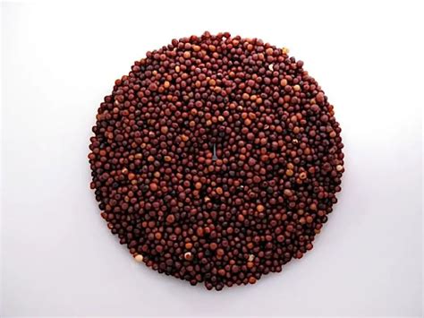 Should I Soak Cabbage Seeds Before Planting Myth Or Must Do