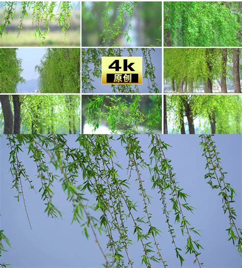 柳树柳枝柳叶柳条杨柳 视频素材下载