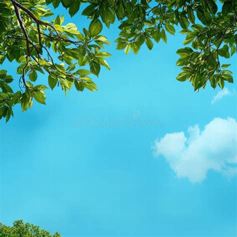 Lush Green Leaves Frame Bright Blue Sky With Fluffy White Clouds