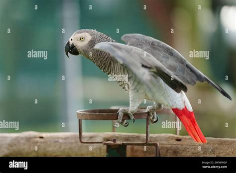 African Grey Parrot Psittacus Erithacus Bird Flaps Its Wings Stock