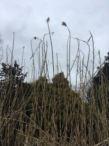 Grasses Flashcards Quizlet