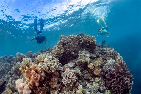 Genetic Goldmine Of Tough Corals Scuba Diver Mag