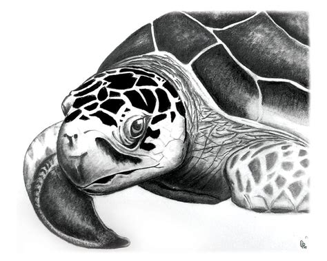 Turtle Face Drawing At Explore Collection Of