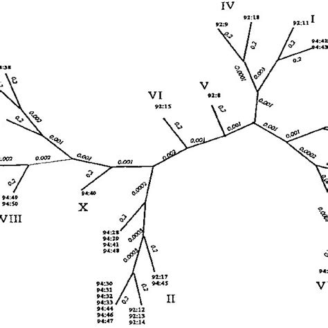 Dendrogram Calculated From The Values For Genomic Dna From All