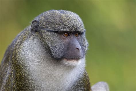 შავ მწვანე მაიმუნი Genia Ge