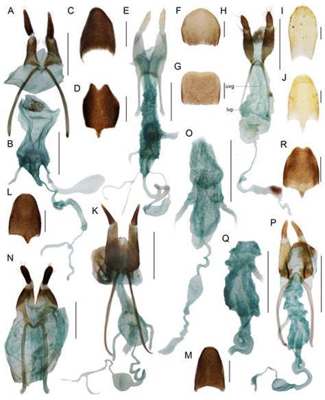 The Comparison Of Molecular And Morphology Based Phylogenies Of Trichaline Net Winged Beetles