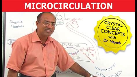 Microcirculation In Capillaries Youtube