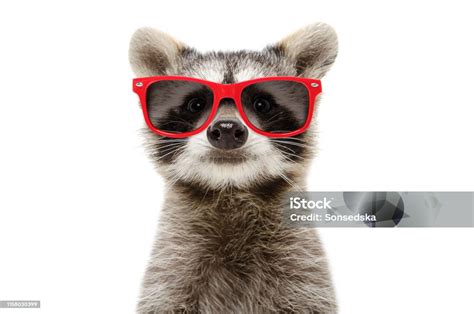 흰색 배경에 고립 된 선글라스에 재미있는 너구리의 초상화 너구리 너구리과에 대한 스톡 사진 및 기타 이미지 너구리 너구리과 빨강 안경 Istock