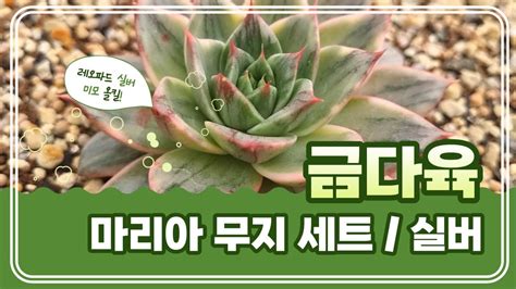 220424 마리아 금무지 세트 5만원🤩 아담다육레오파드마리아금 Youtube