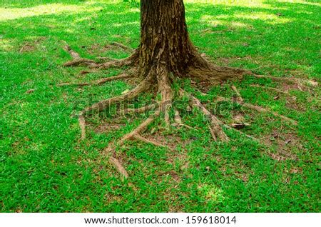 Above Ground Roots Stock Photos Images Pictures Shutterstock