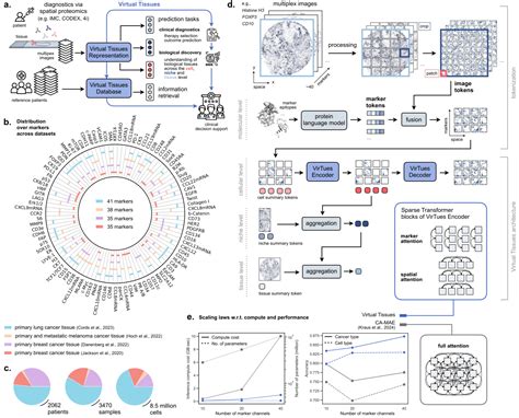 논문 리뷰 Ai Powered Virtual Tissues From Spatial Proteomics For Clinical