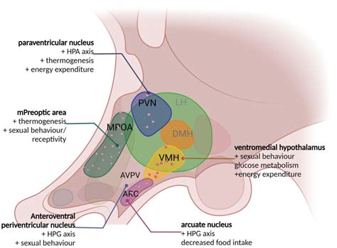 Distribution Of The Erα In The Hypothalamic Nuclei And Their