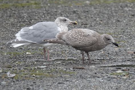 Gull Identification In Puget Sound The Cottonwood Post