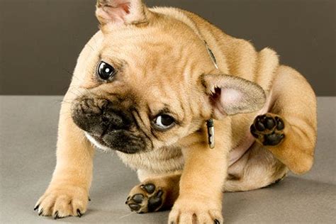 Follicular Dysplasia In Dogs Symptoms Causes Diagnosis Treatment