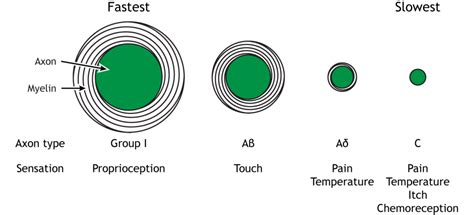 The Gamma Loop Sensory Feedback From Muscle Introduction To Neuroscience