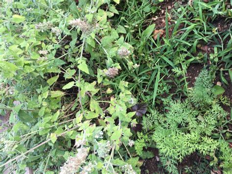 My Catnip Plant Is Starting To Turn Yellow Any Ideas Why Rgardening