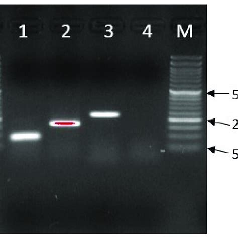 Stem Loop Primer Sequences Designed For Mirna Reverse Transcription