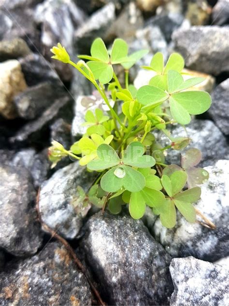 꽃 이슬 자갈 새벽이슬 이슬맺힌꽃 사진이미지일러스트캘리그라피 Npil0728작가