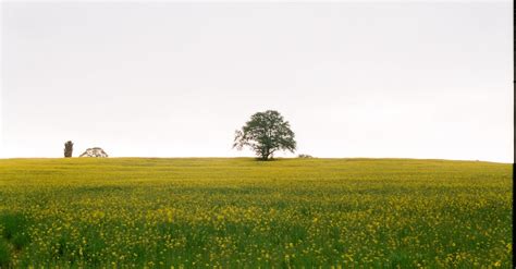 격리 경치 경치가 좋은 계절 고독한 고요한 광야 국가 꽃 꽃가루 꽃이 피는 나무 노란색 녹색 농업 농촌의 들판 목가적인 봄 수평선 시골