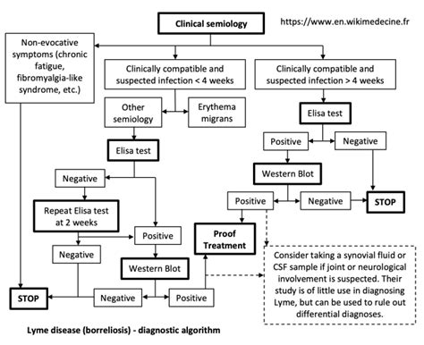Neuroborreliosis Neurological Effects Of Lyme Disease Wikimedicine