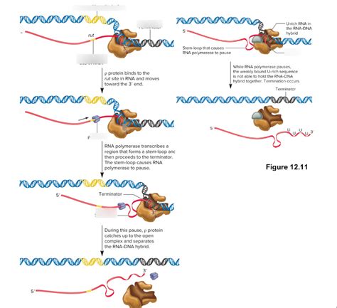 Chapter 12 Transcription Diagram Quizlet