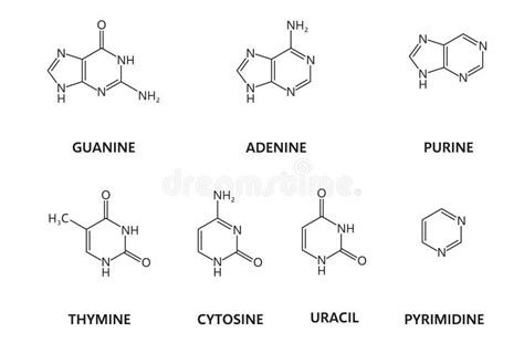 Nucleic Acids Nitrogenous Bases Molecule Formulas Stock Vector Illustration Of Protein