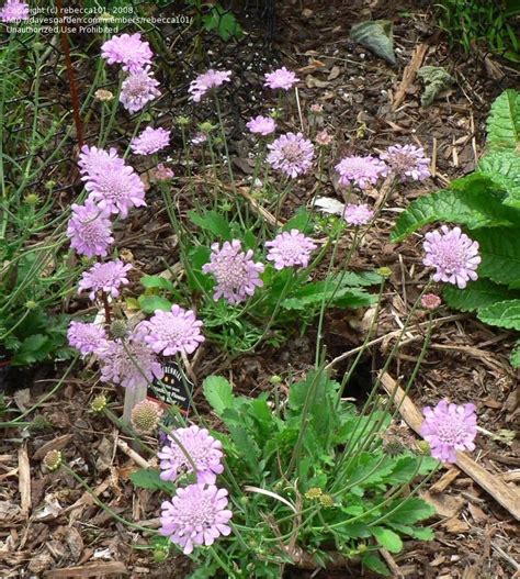 Plantfiles Pictures Scabiosa Pincushion Flower Pink Mist Scabiosa