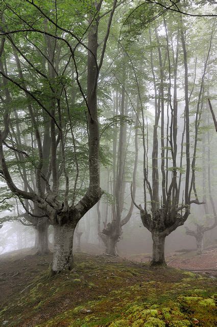 ODD SHAPED TREES Ideas Unique Trees Weird Trees Tree