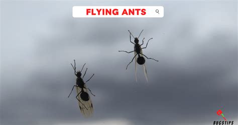 Flying Ants In Arizona 10 Amazing Facts About Flying Ants You Need To See Bugstips