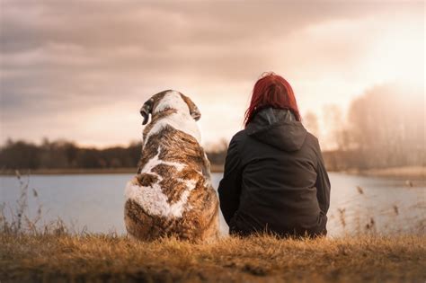 L éducation sexuelle du chien Règles et conseils