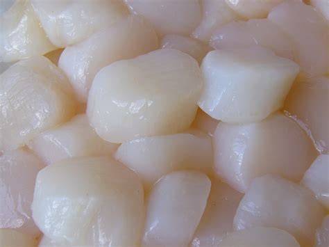 Queensland Scallops Urangan Fisheries