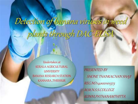 Detection Of Banana Viruses In Weed Plants Through Dac Elisa Pptx
