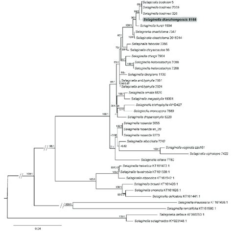 the 50 majority rule consensus tree derived from maximum likelihood