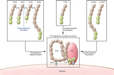 Jci Human C3 Glomerulopathy Provides Unique Insights Into Complement Factor H Related Protein