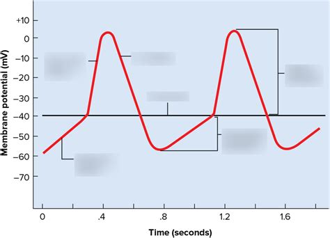 Pacemaker Potentials And Action Potentials Of The Sa Node Diagram Quizlet