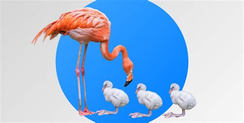 Application Migration Definition Types And Best Practices Qulix