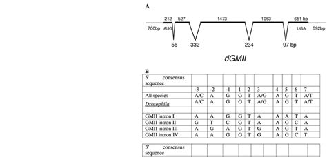 The Structure And Sequence Of The Drosophila Golgi α Mannosidase Ii Download Scientific Diagram