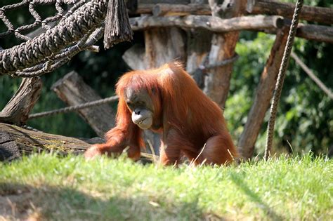 300개 이상 무료 랑우탄 및 오랑우탄 사진 Pixabay