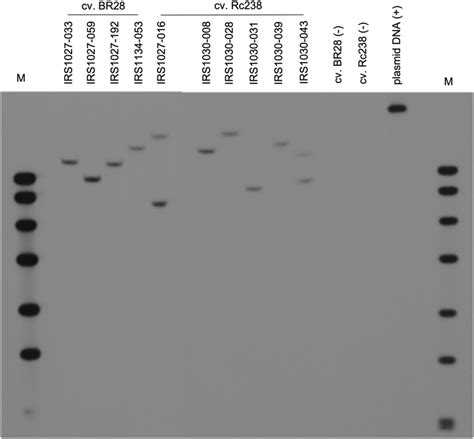 Dna Blot Analysis For The Identification Of T Dna Insertion Sites In