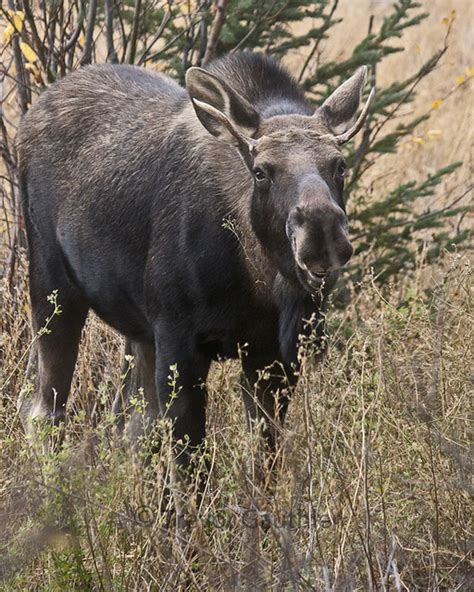 Spike The Moose T Gauthier Flickr
